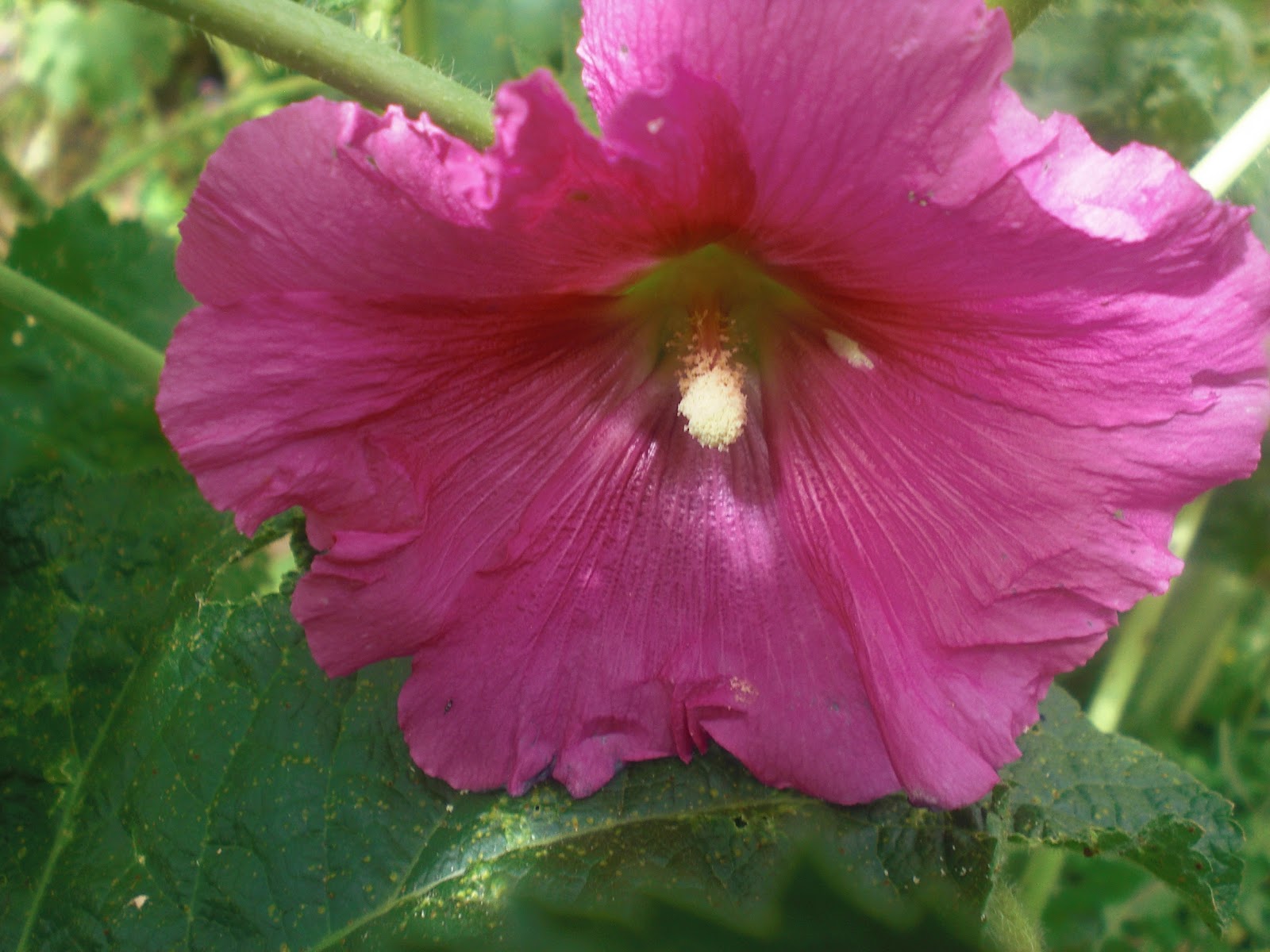 Perfumes y luces de Extremadura: Malva real. Alcea rosea. Mis flores.