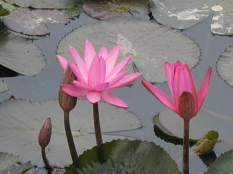 We love Our Bangladesh: White water Lily or Sada Shapla is the national ...