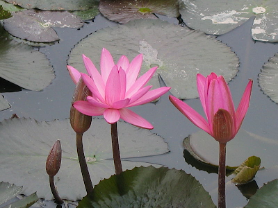 We love Our Bangladesh: White water Lily or Sada Shapla is the national ...