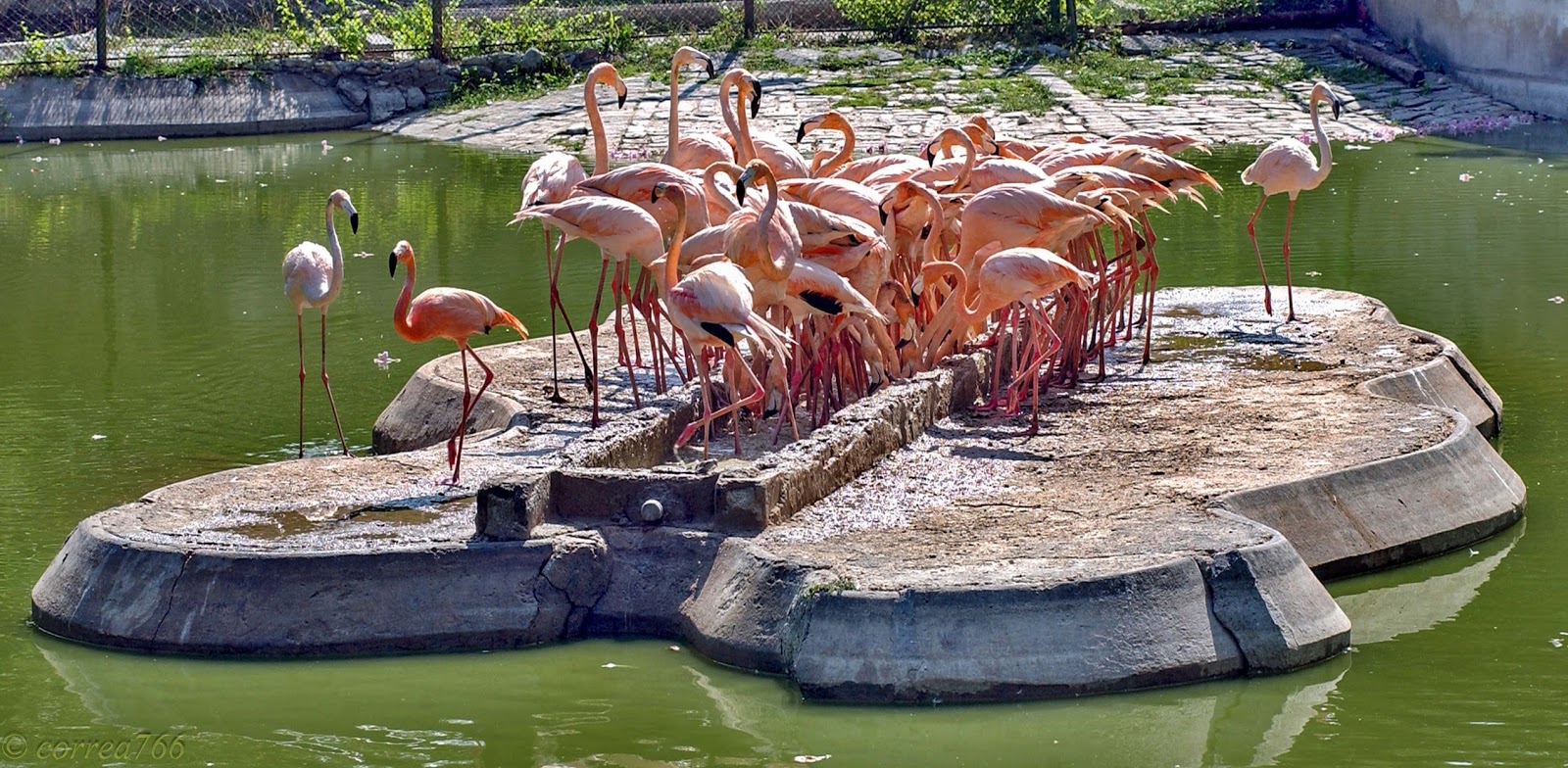 En el Colimador: Zoológico de 26, el más antiguo de Cuba