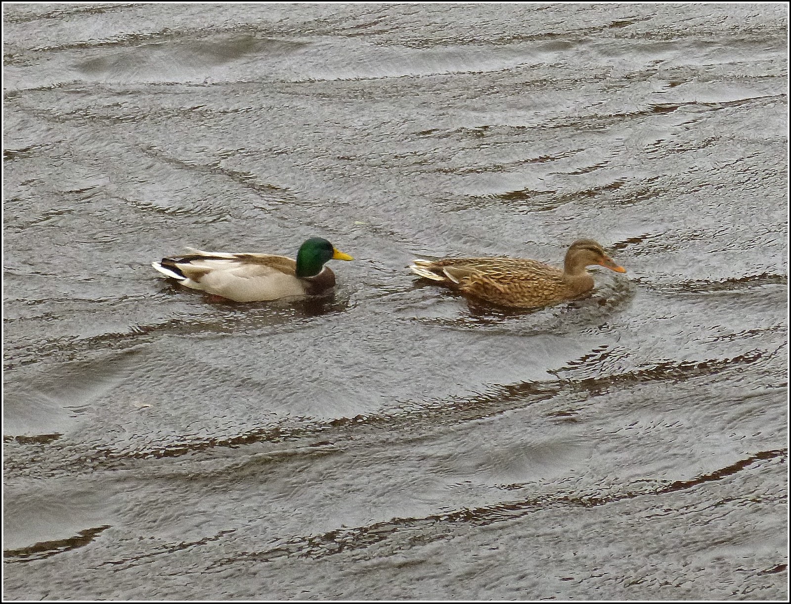 Súil Eile: Ducks in a row