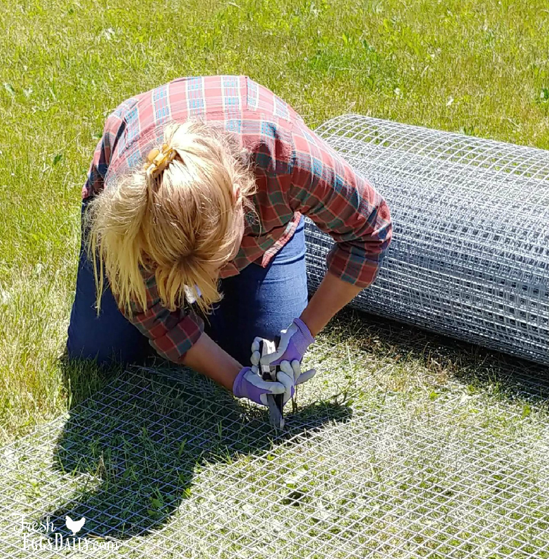 How to Build a Predator-Proof Chicken Run - Fresh Eggs Daily® with Lisa ...