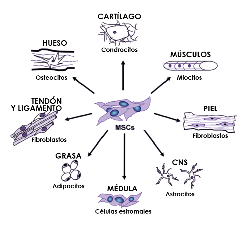 MEDICINA REGENERATIVA: Células Madre Mesenquimales CMMs ahora llamadas ...