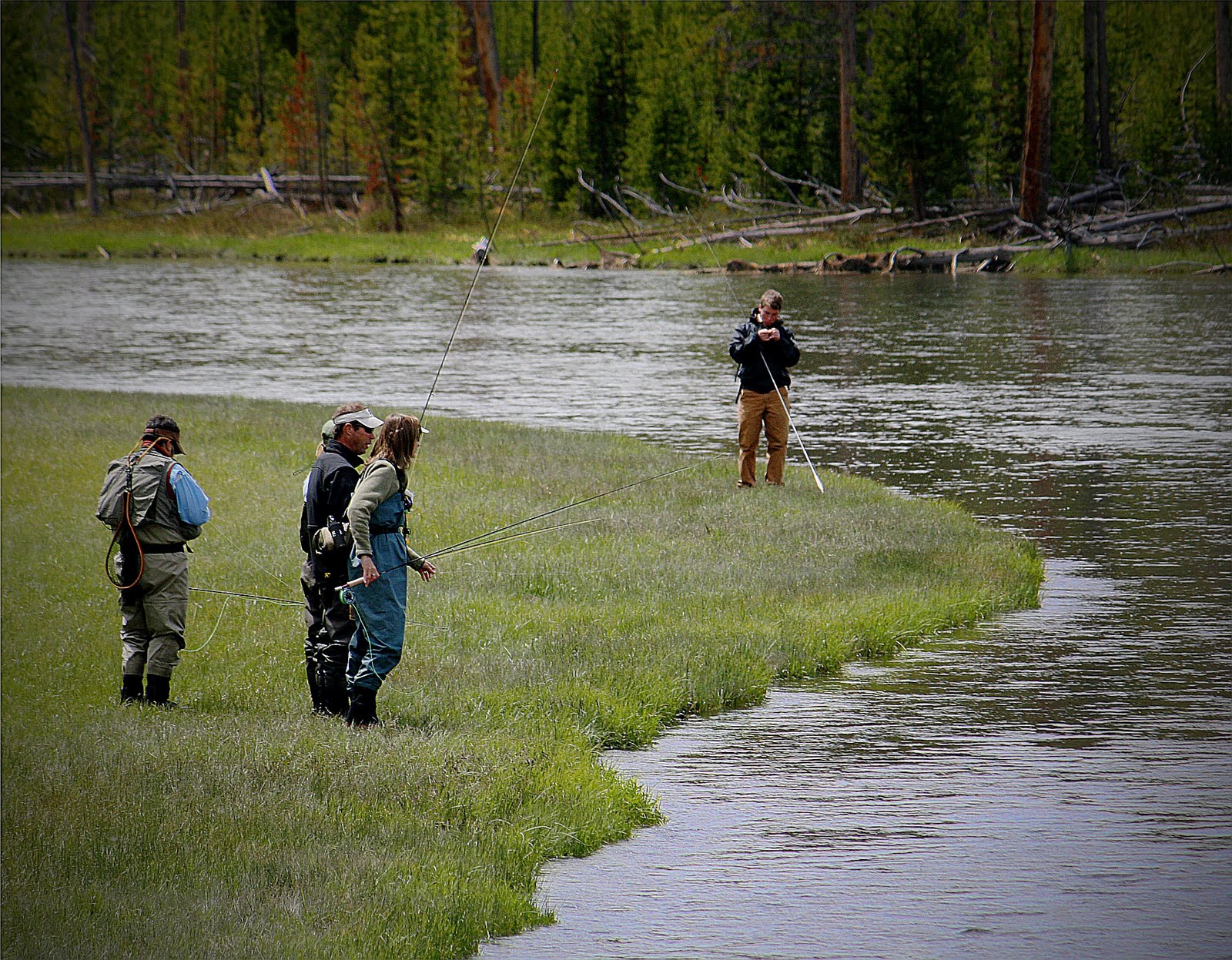 Fly Fishing In Yellowstone National Park: Better By The Day