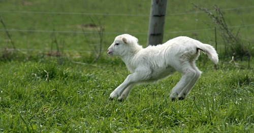 The Sheep Whisperer: Sheepish Styles!