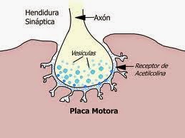 Biología: Potencial de acción y sinapsis