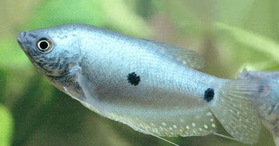 TRICOGASTER AZUL 4 À 6 CM - R$ 4,50 ~ Loja de Peixes Ornamentais em ...