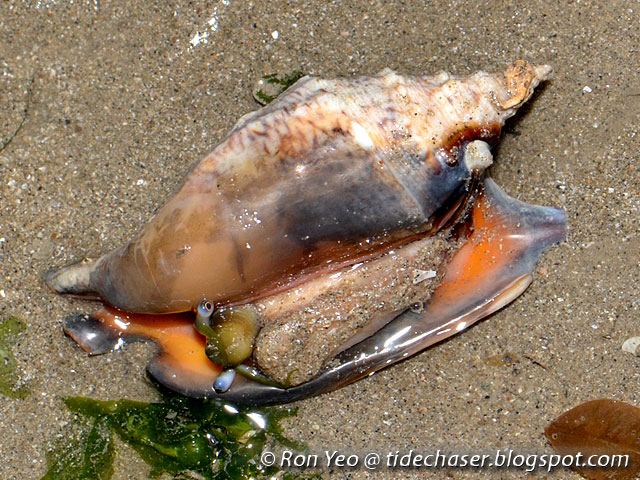 tHE tiDE cHAsER: Conches (Phylum Mollusca: Family Strombidae) of Singapore