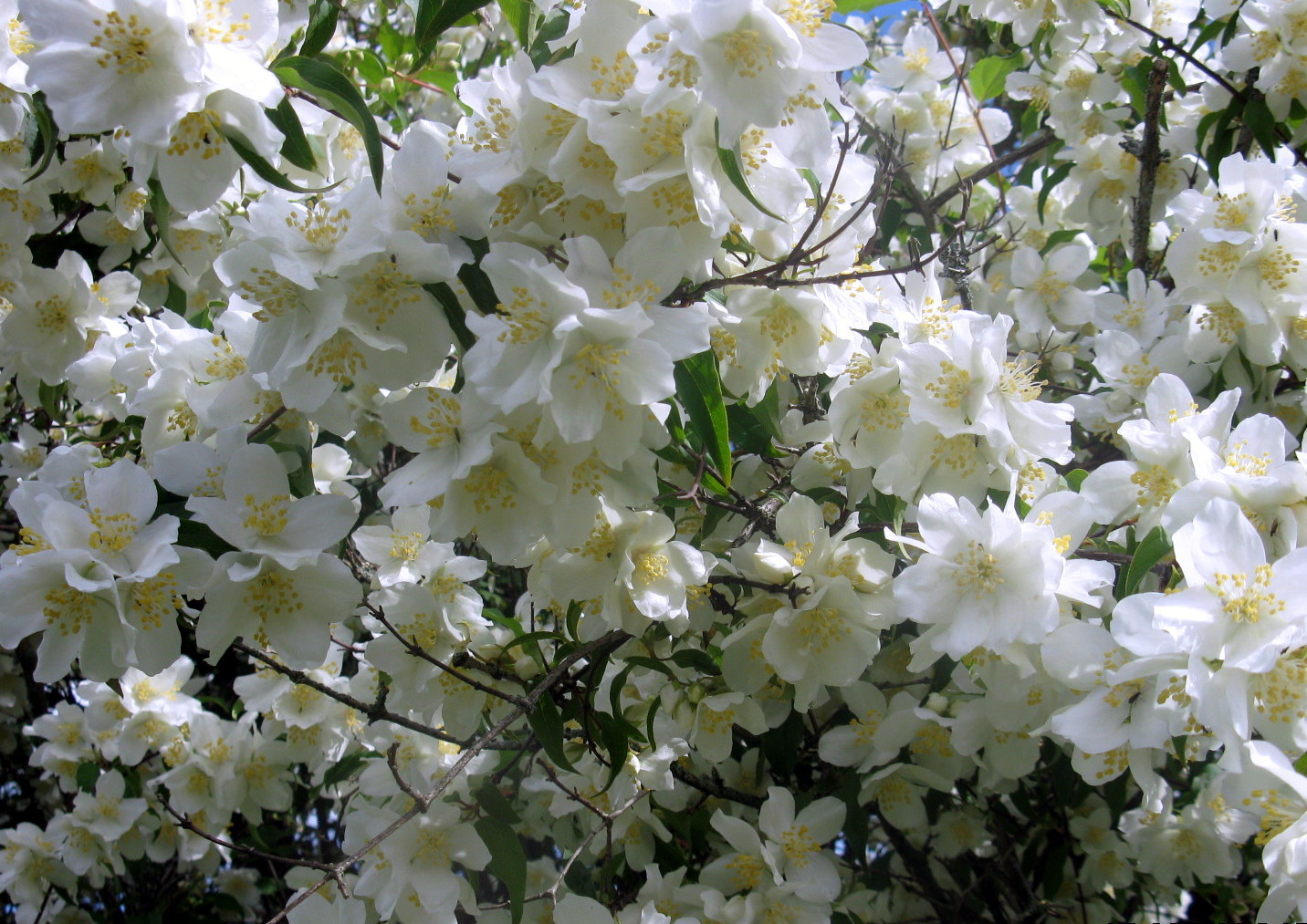 ritvan elämää: Jasmiken tuoksua.