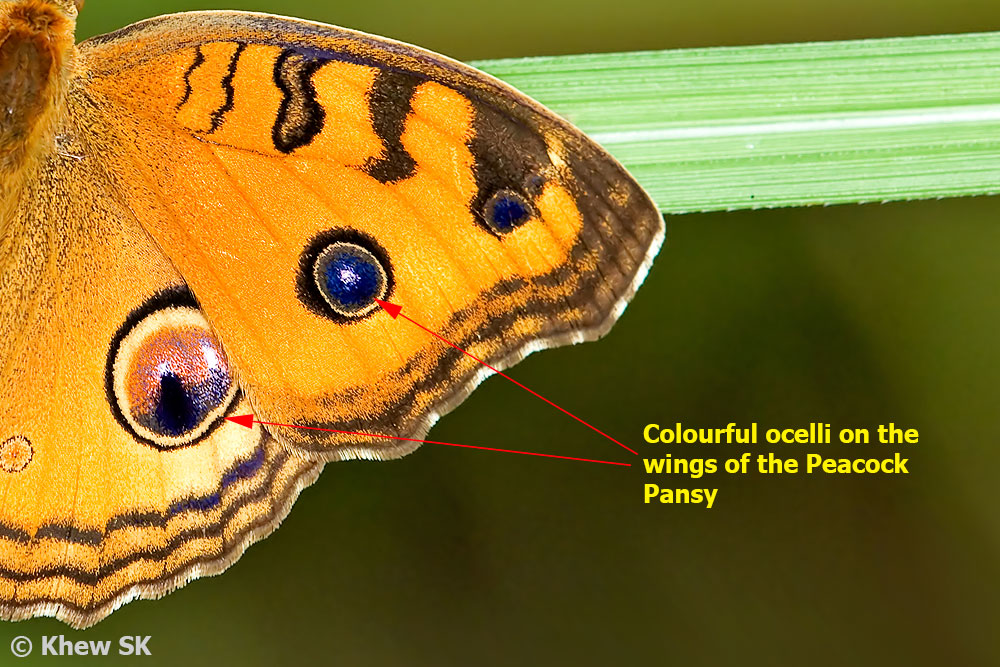 Butterflies of Singapore: Butterfly Anatomy - Part 4