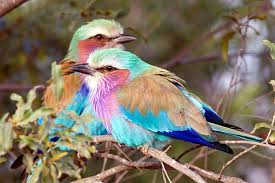 Universo da Natureza: Rolieiro de Peito Lilas