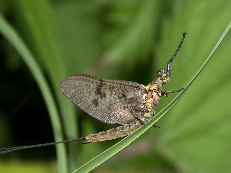 Mayfly | Animal Wildlife