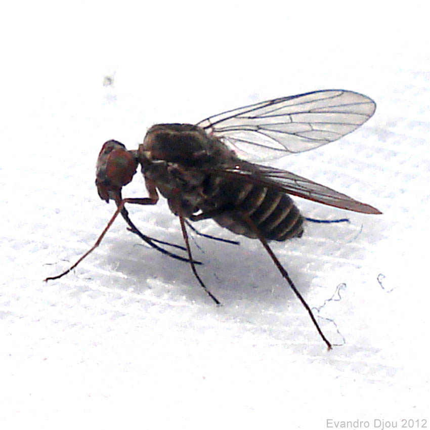 Insetologia - Identificação de insetos: Borrachudo em Minas Gerais