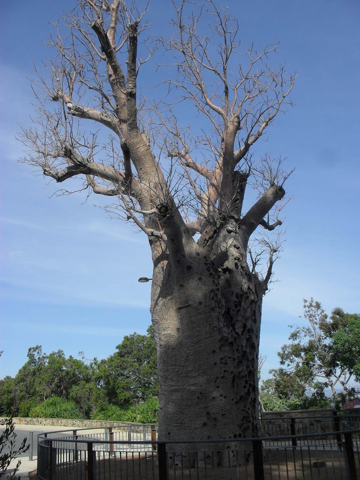 Olive And Pru: Out and About in Perth