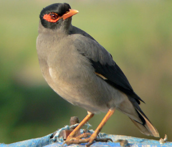 Birds: Bangladeshi Birds