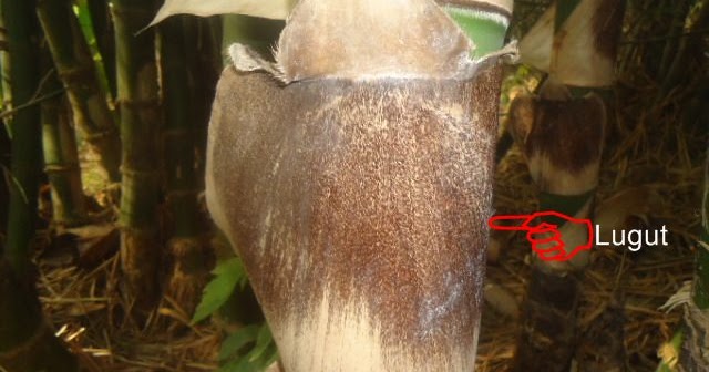 Ciri Khusus 6 Jenis Bambu dan Fungsinya/Manfaatnya | Materi dan Soal ...