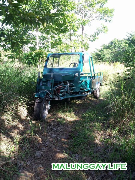 Moringa Farm / MalunggayLife Agri Farm Philippines: Malunggay Life's ...