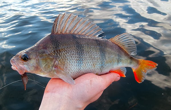 Fooling Fish: Fish Arrow Flash-J