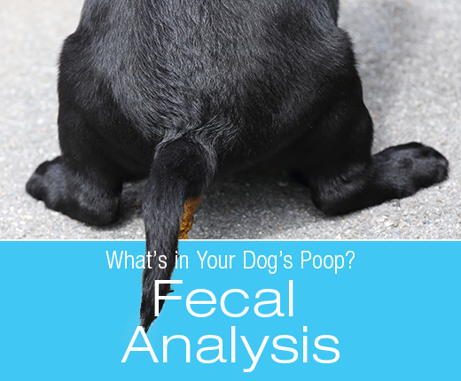 What Your Dog's Poop Can Reveal About Their Health? Fecal Analysis