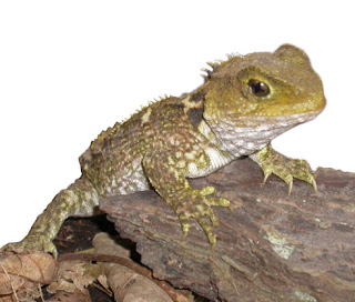 Tuatara - True Wildlife Creatures
