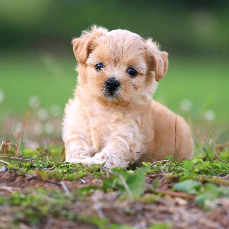 Nombres Para Perros French Poodle Macho O Hembra Super 4 Patas