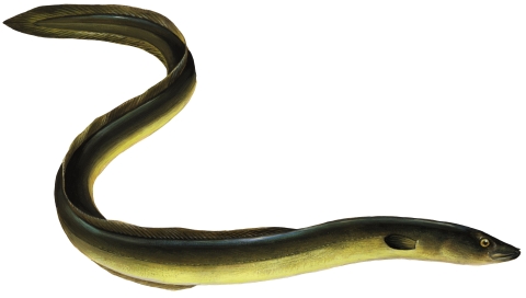 ANGUILLIDAE (SIDHAT - 鳗 - EEL): SIDHAT EROPA - European Eel - Anguilla ...