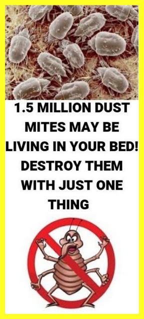 Destroy Bed Mites With This Trick - wellness topic