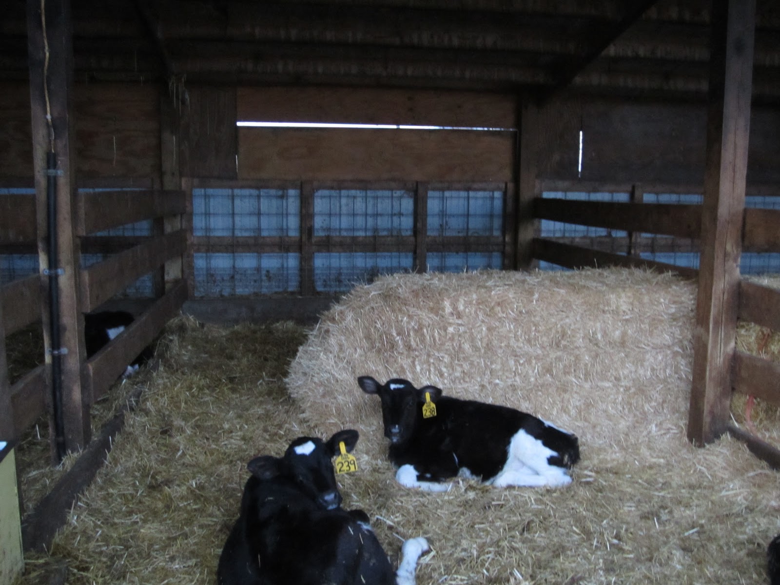 My Cows and Pigs: Day 3: Straw - the stuff clean pens are made of