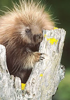 All About Porcupine: Behavior / characteristics