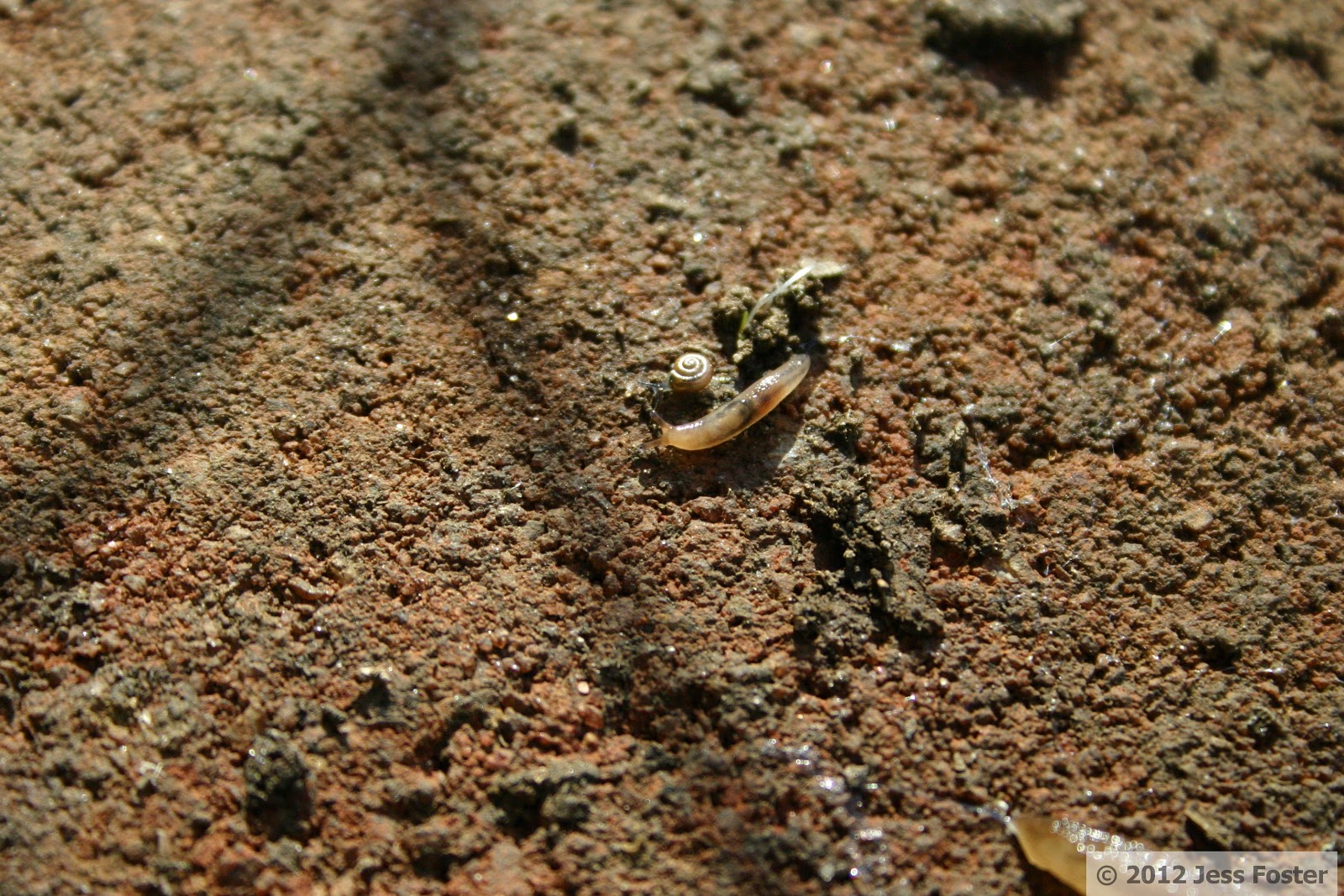 Sluggin' Along: More Baby Slugs - Part 1