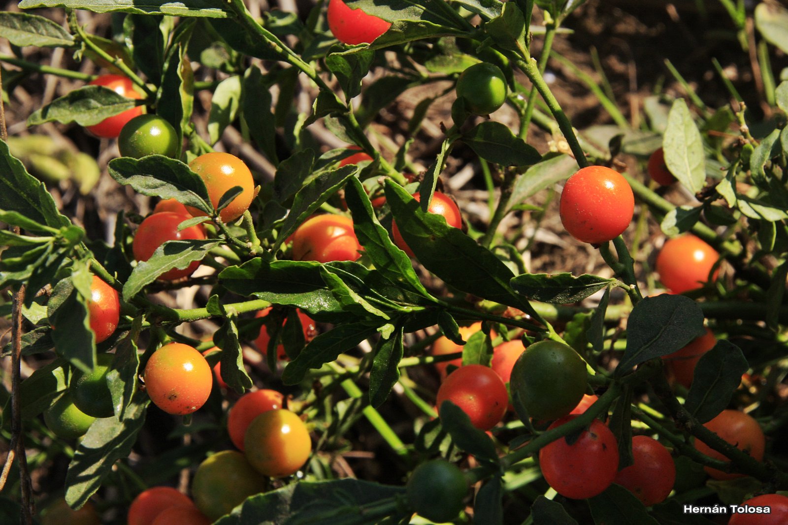 Flora Bonaerense: Revienta caballos (Solanum pseudocapsicum)