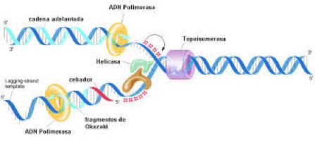 Portafolio Biología: Replicación