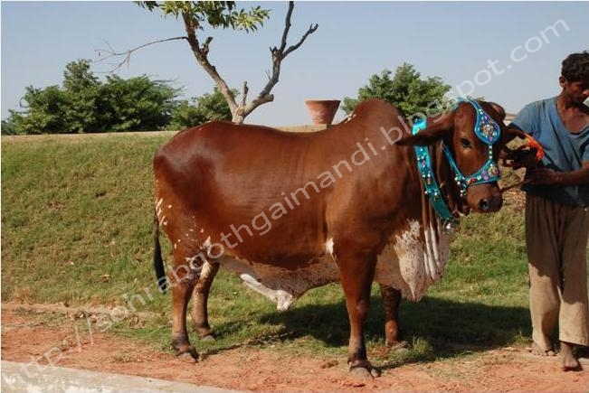 Sohrab Goth Gai Mandi Photos Gallery: Shah Cattle Farm 2008