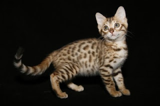 Bengal Cats: The Interesting History of Bengal Cats