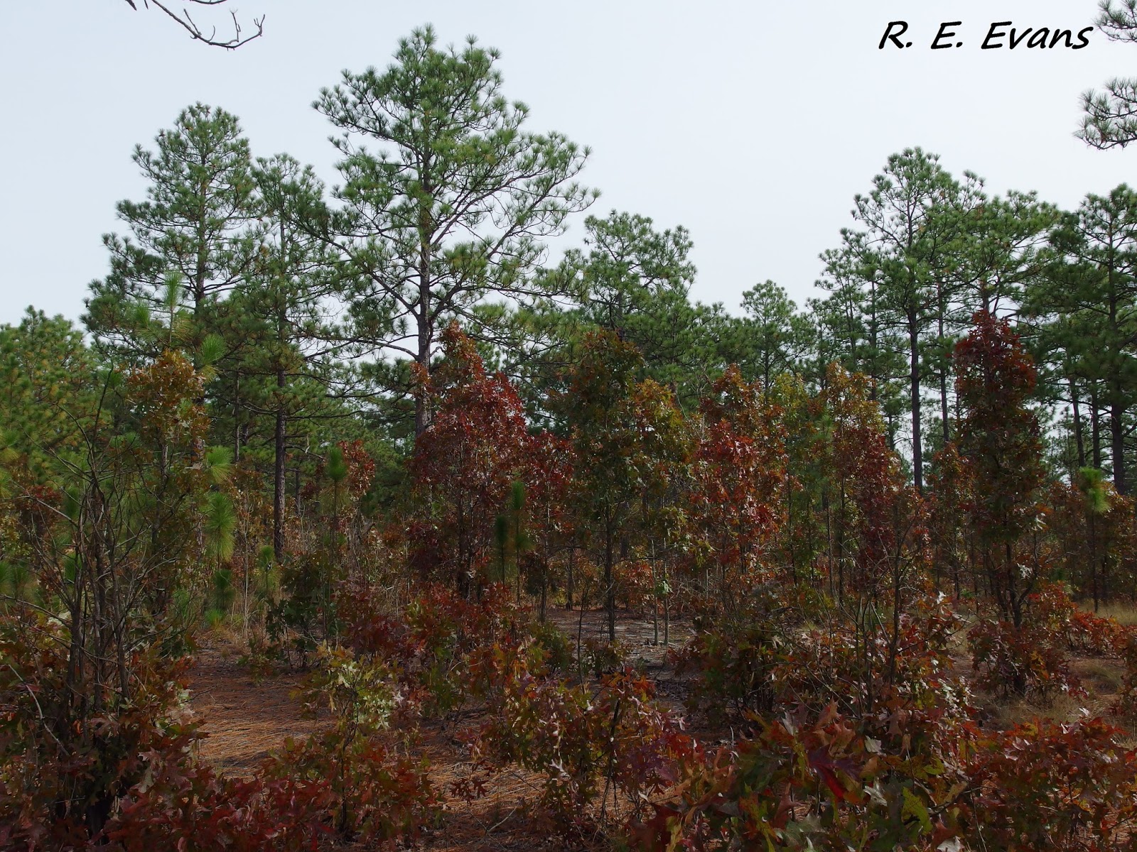 NC Plant Conservation & Beyond: Longleaf Pine Sandhills - fire and ...