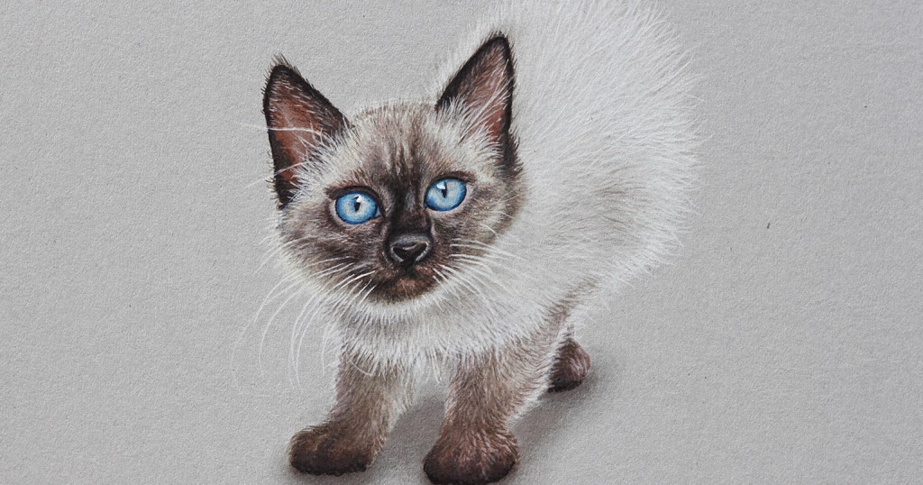 Kitten drawing (Violetta) - Marcello Barenghi