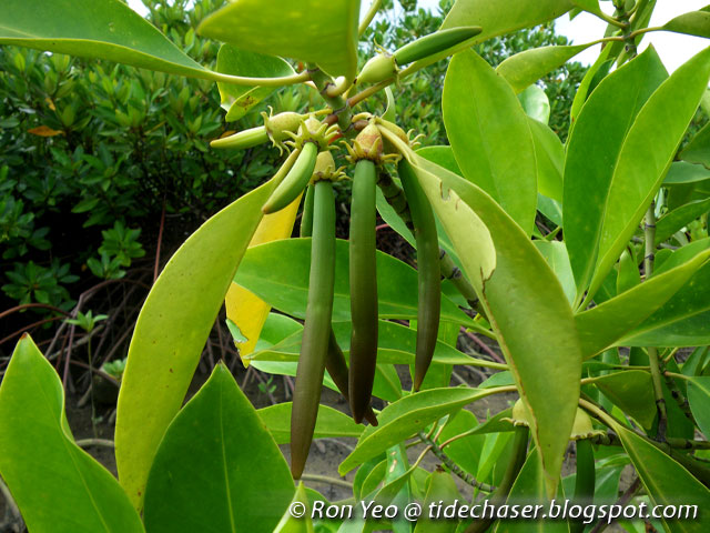 tHE tiDE cHAsER: Bakau Putih (Bruguiera cylindrica)