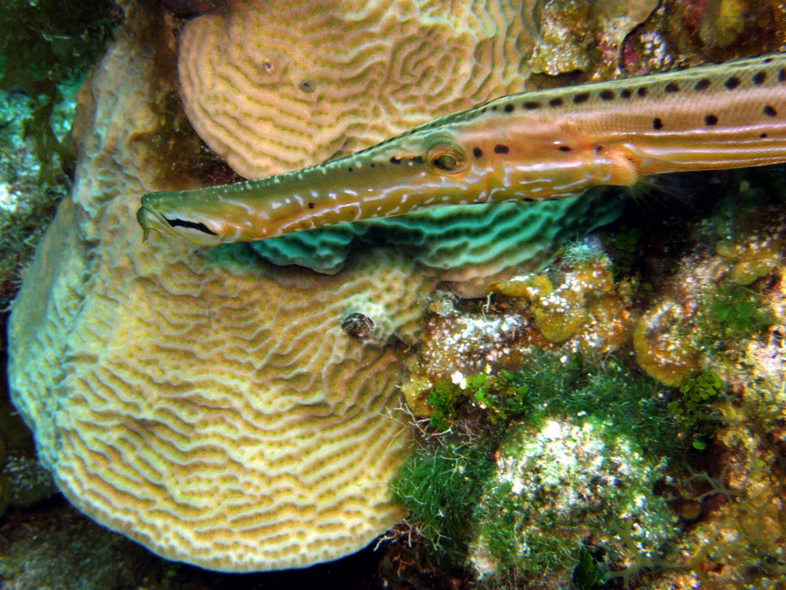 Iluminación Profunda: Pez trompeta (1) (Roatan, Honduras)