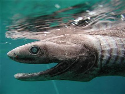 LIVING DINOSAUR SHARK - The Frilled Shark |The Garden of Eaden
