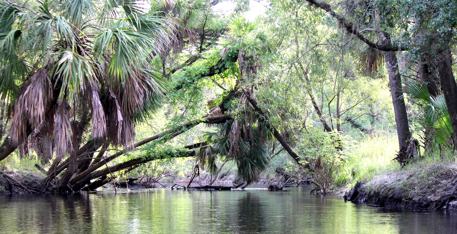 Views From Our Kayak: Econlockhatchee River