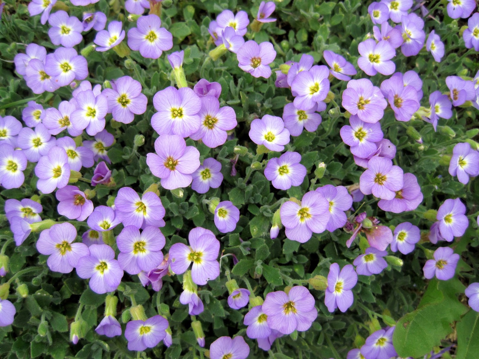 Landbohaven: Blomster billeder.