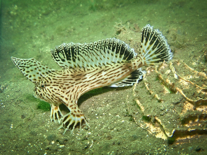 Beautiful Creatures of the sea Photos and information about sea creatures