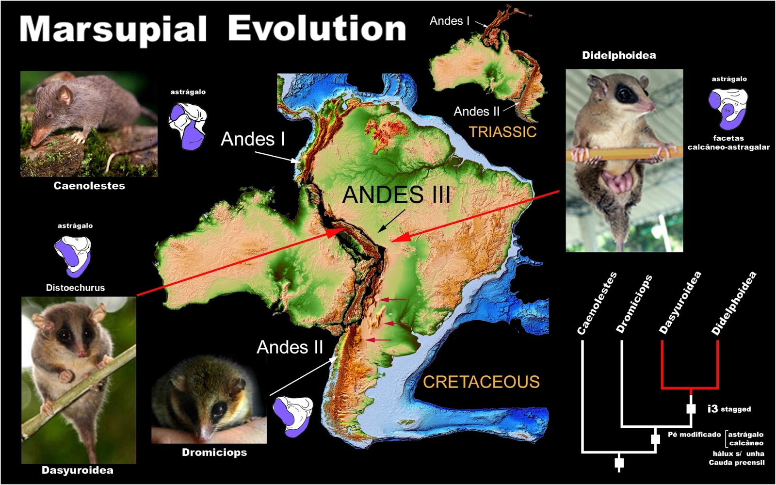 "A EVOLUÇÃO DOS MAMÍFEROS" THE Evolution OF THE MAMMALS: MARSUPIAL ...