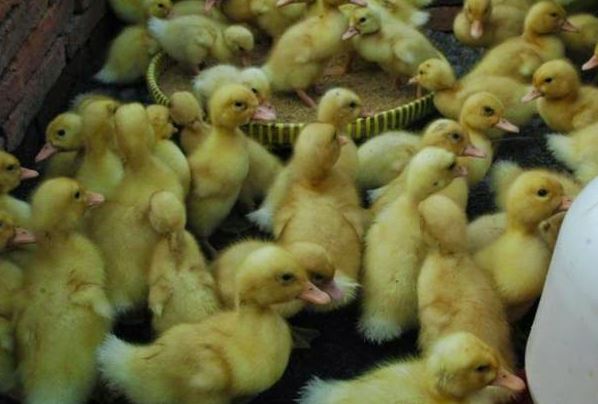 Cara Memilih Bibit Itik Atau Bebek Yang Baik dan Berkualitas