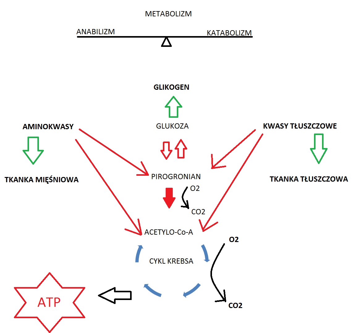 Medyczny Punkt Widzenia: O Wydolności - teoretycznie