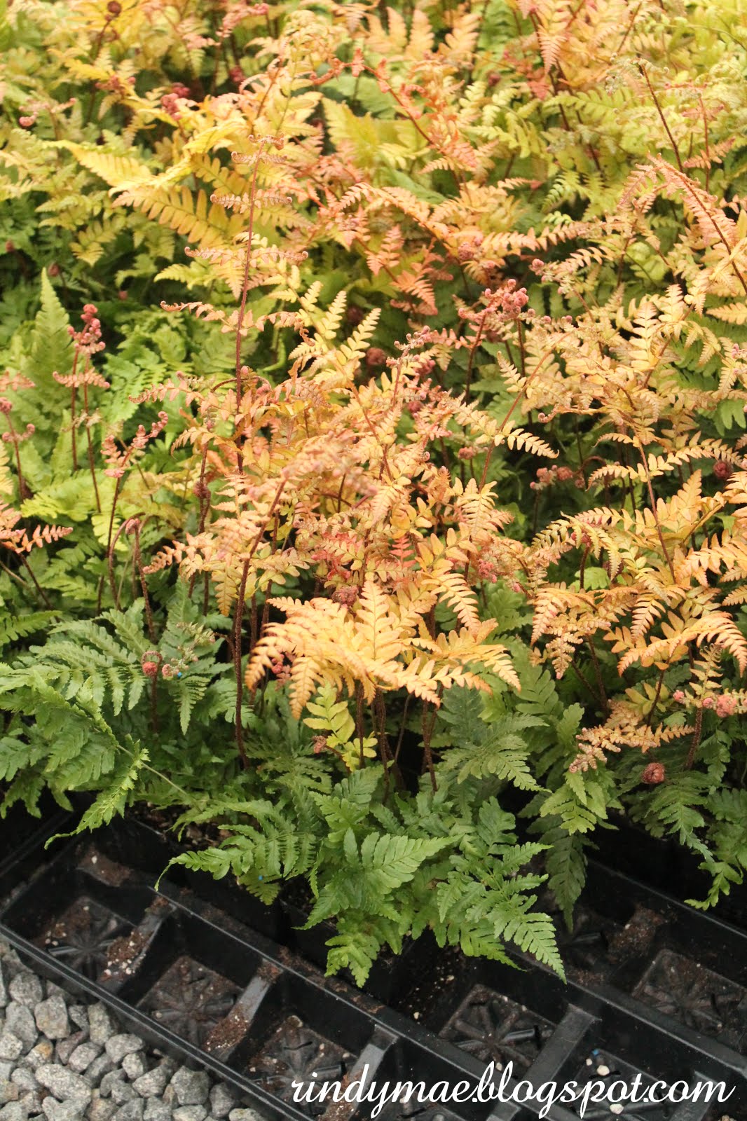 Rindy Mae: Little Prince of Oregon Nursery Tour