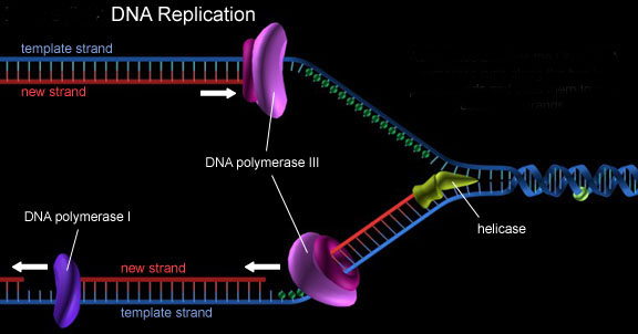 Αντιγραφη-Μεταγραφη-Μεταφραση ~ Biology for Dummies