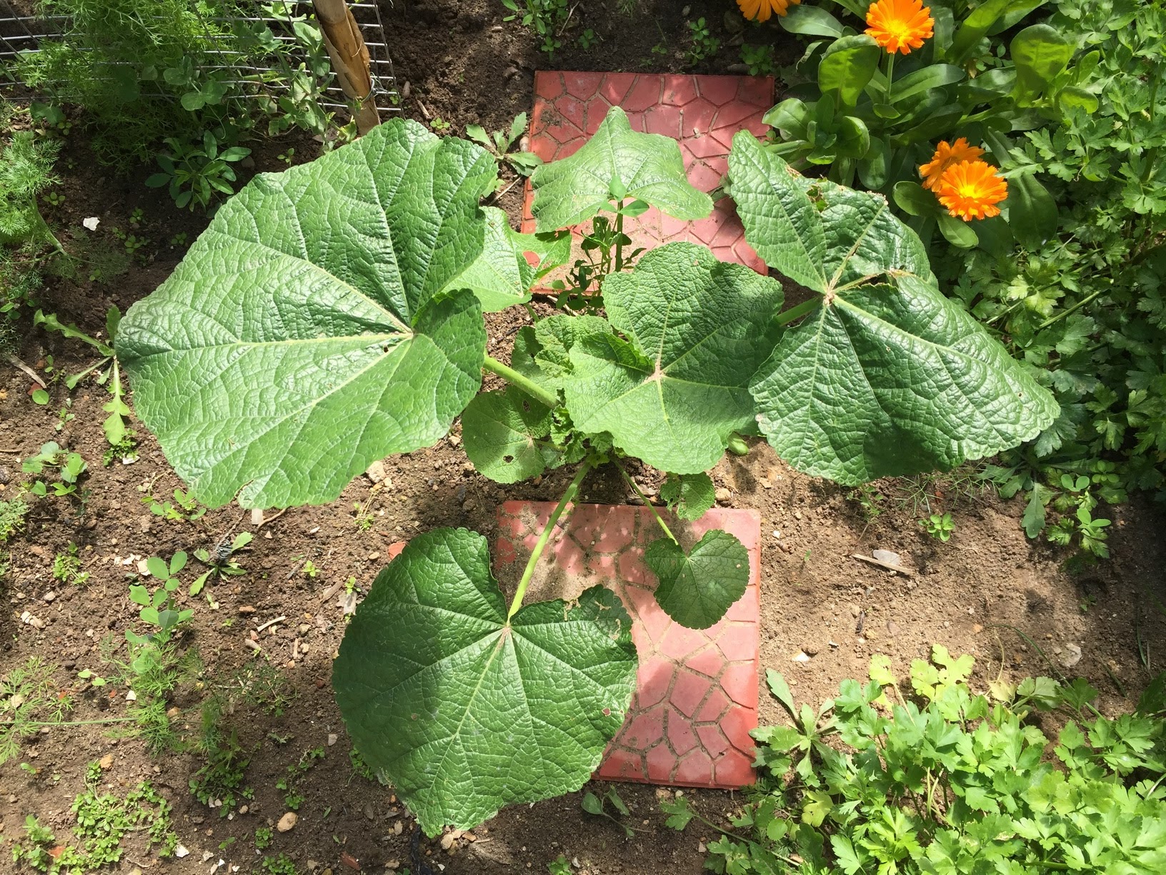 How To Plant Hollyhock