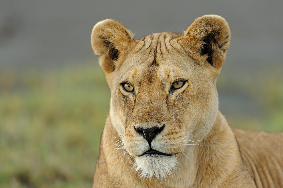 Konstantiniye mikronotları: Dişi aslan Elsa...