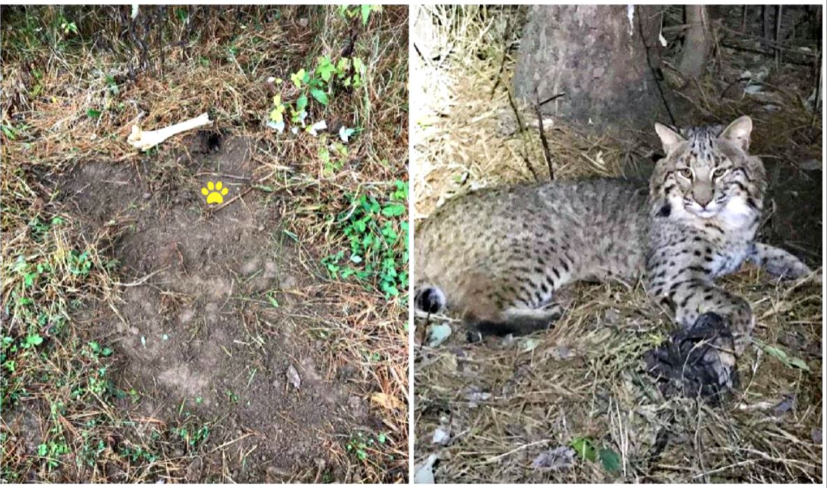 Skye Goode: My first HARVESTED Wisconsin Bobcat!